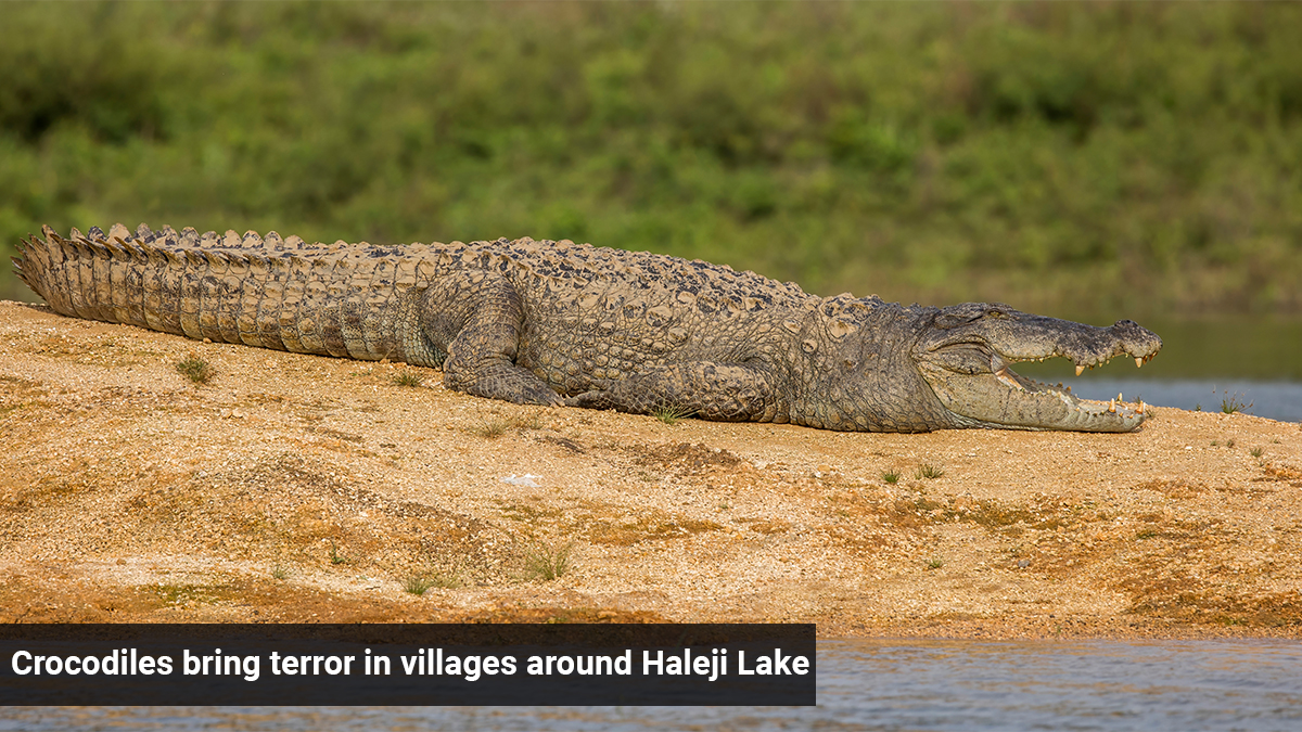 Crocodiles bring terror in villages around Haleji Lake