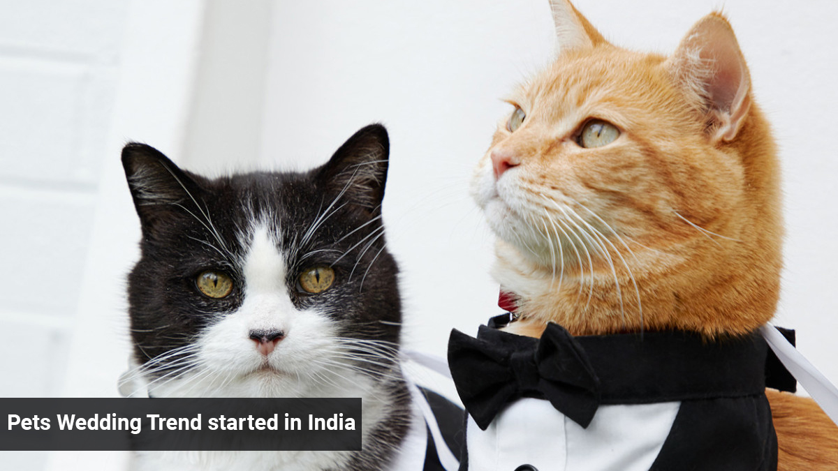 Pets wedding trend started in India