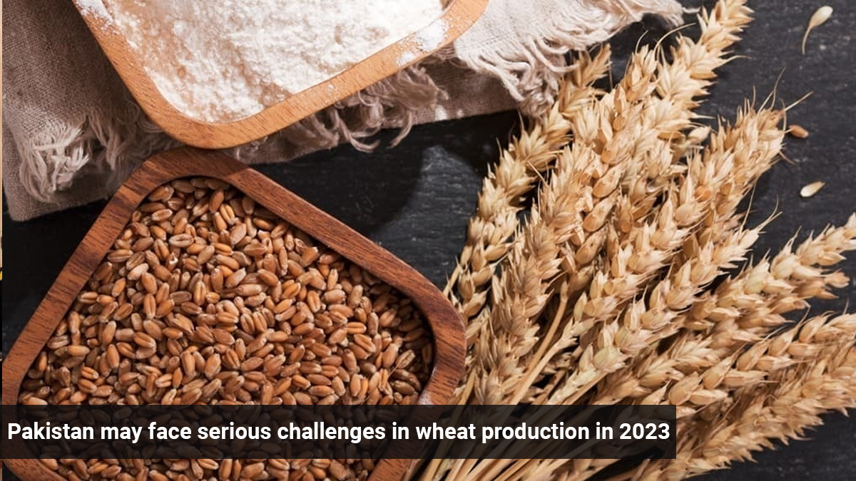 Pakistan may face serious challenges in wheat production in 2023