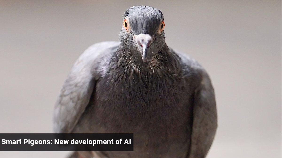 Smart pigeons: New development of AI