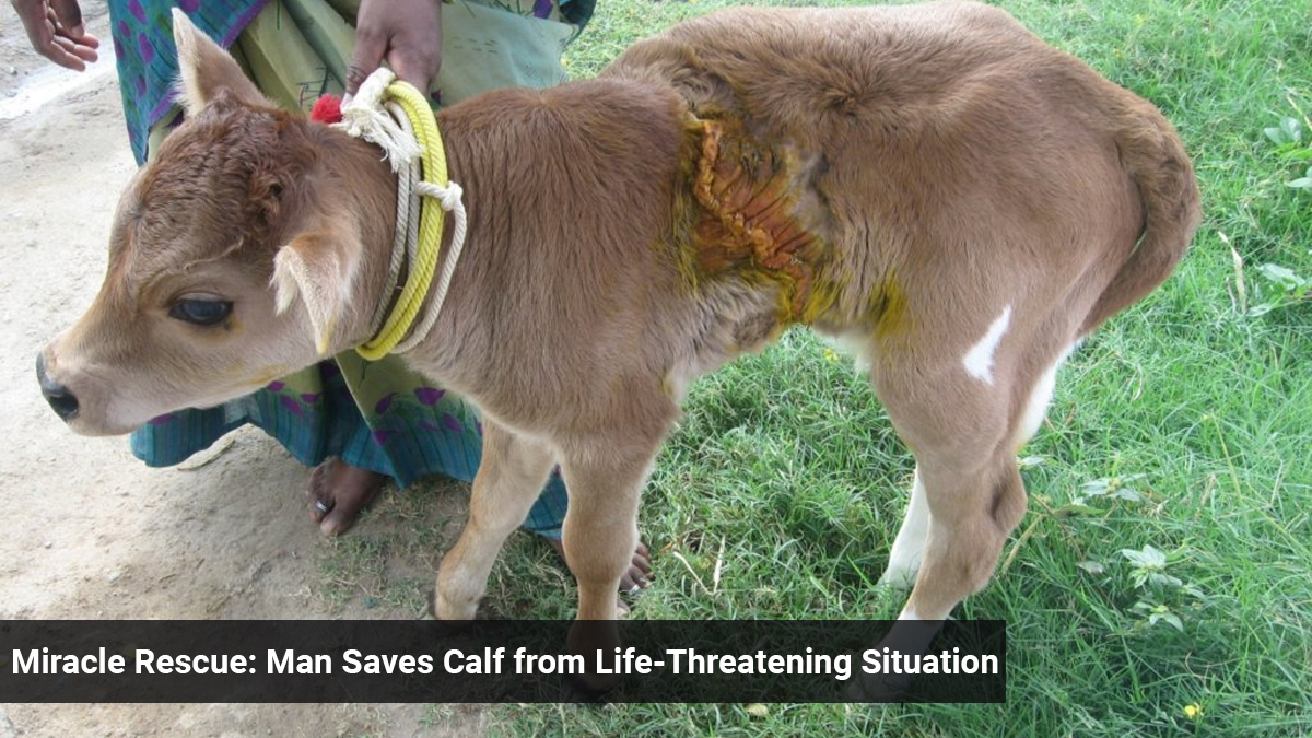 Miracle Rescue: Man Saves Calf from Life-Threatening Situation