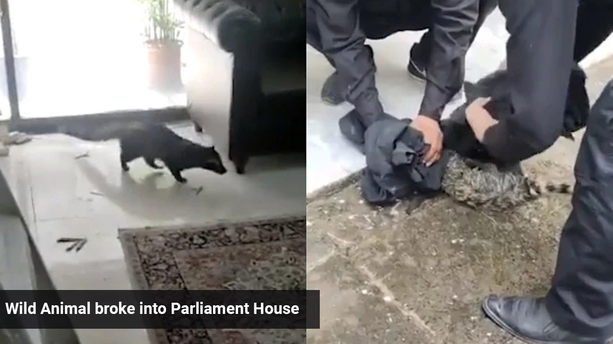 Wild Animal broke into Parliament House