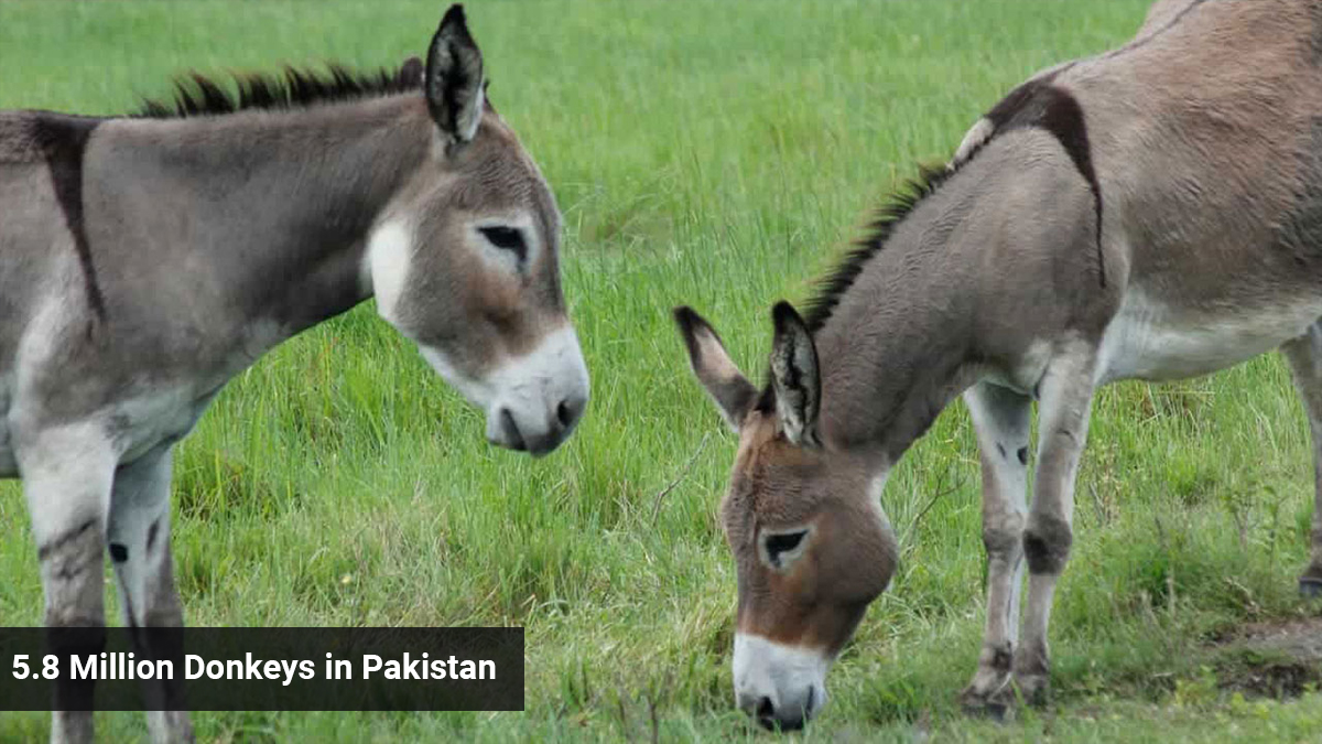 5.8 Million Donkeys in Pakistan