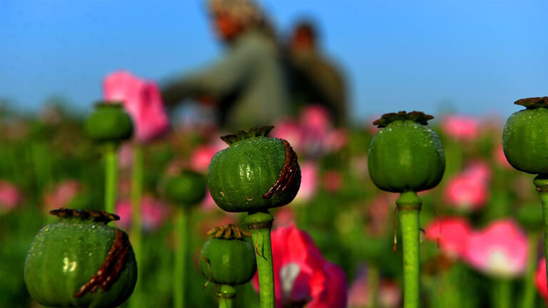 Lahore's Opium Factory Reopens After 11 Years What You Need to Know