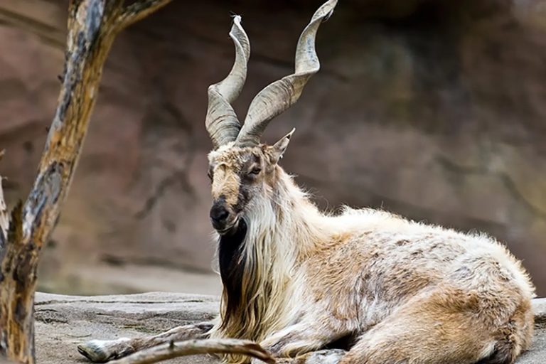 The Amazing Markhor: Pakistan's National Animal